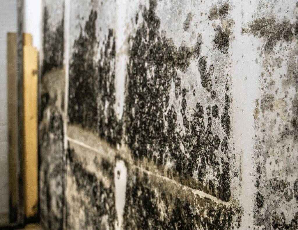 Managing Humidity and Mold Risks in Summer – The Polaro Group